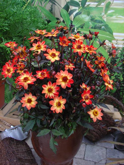 Pot Dahlia Dahlia Dark Angel Star Wars From Growing Colors