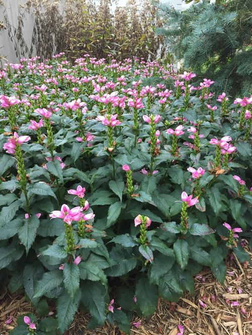 Turtlehead Chelone obliqua from Growing Colors