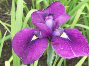 Japanese Iris Iris ensata Royal Robes from Growing Colors