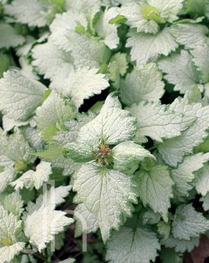 Spotted Dead Nettle Lamium maculatum Ghost from Growing Colors