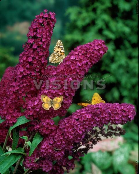 Butterfly Bush Buddleia davidii Royal Red from Growing Colors