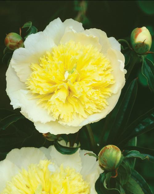 Garden Peony Peony Primevere from Growing Colors