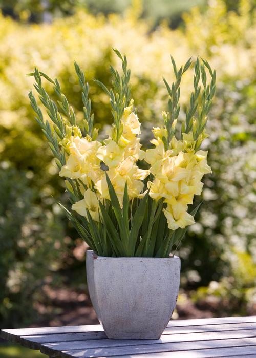 Grower Bulbs from Growing Colors