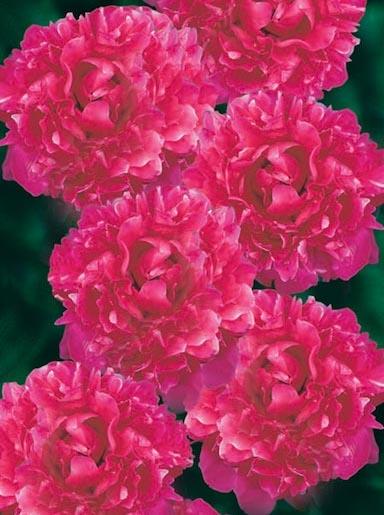 Garden Peony Peony Pink Hawaiian Coral from Growing Colors