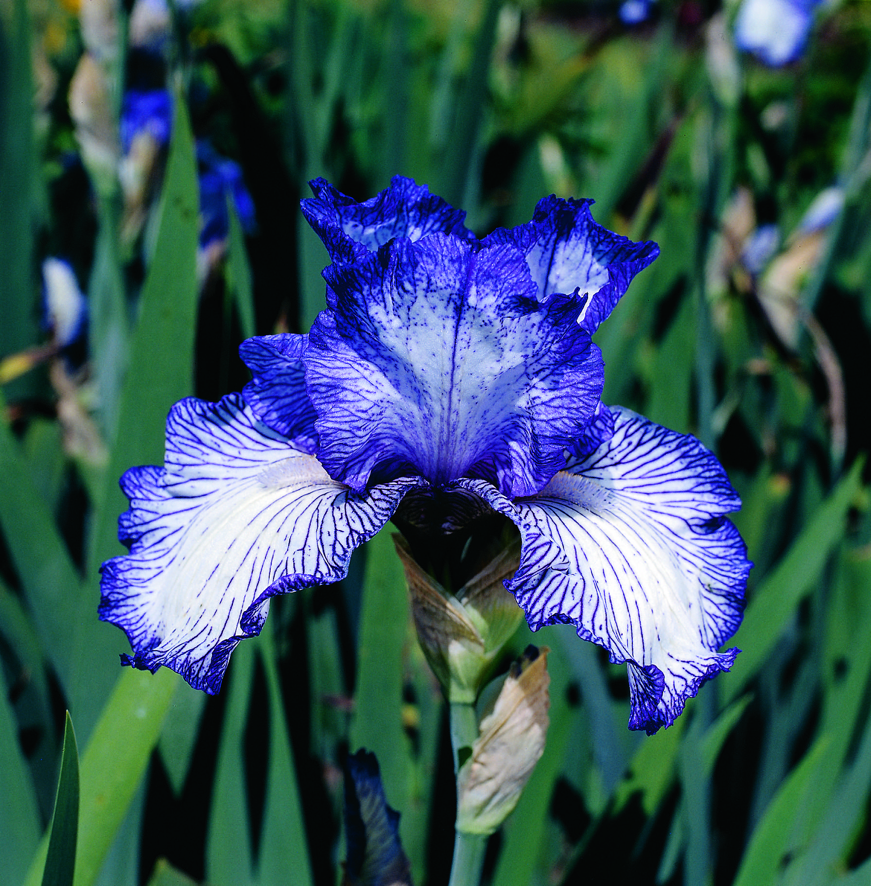 Iris Germ. (Tall Bearded) germanica Autumn Circus