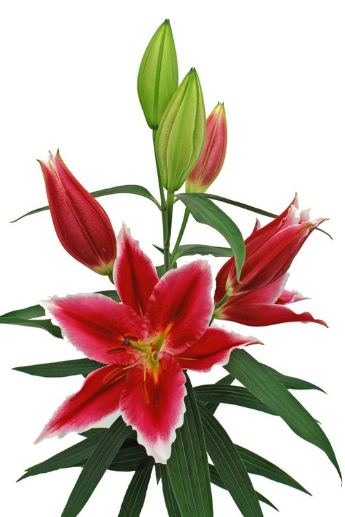 Lilium - Oriental Lily Metropolitan®