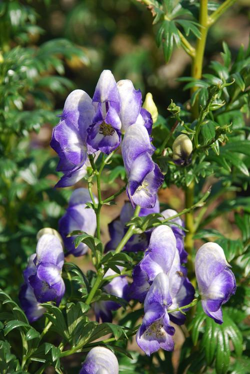 Monkshood Aconitum cammarum Bicolor from Growing Colors