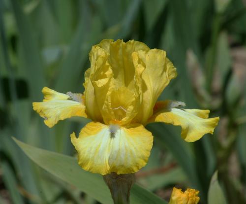 Iris Germ. (Tall Bearded) germanica Up and Atom