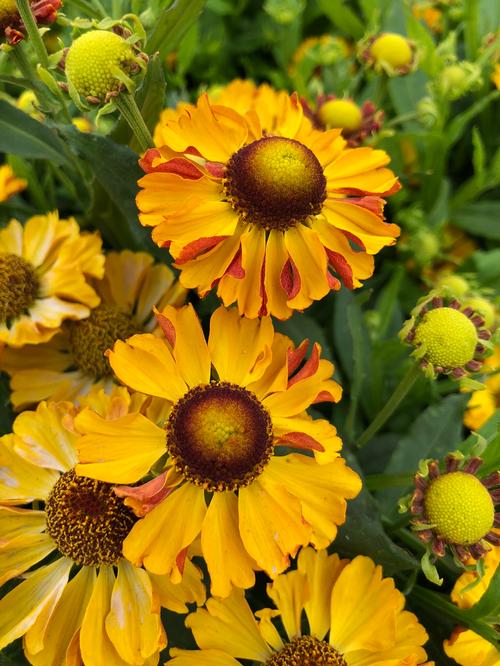 Sneezeweed Helenium autumnale Mariachi™ Fuego from Growing Colors