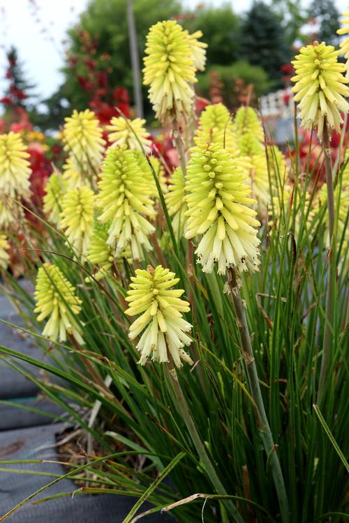 Red Hot Poker Kniphofia hirsuta Fire Dance from Growing Colors
