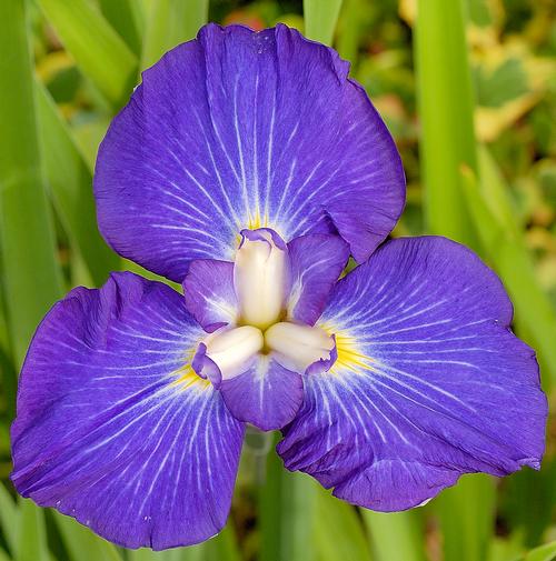 Japanese Iris Iris ensata Variegata from Growing Colors