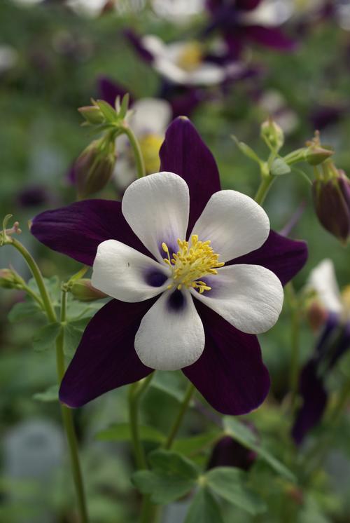 Columbine Aquilegia colorado Swan Violet & White from Growing Colors
