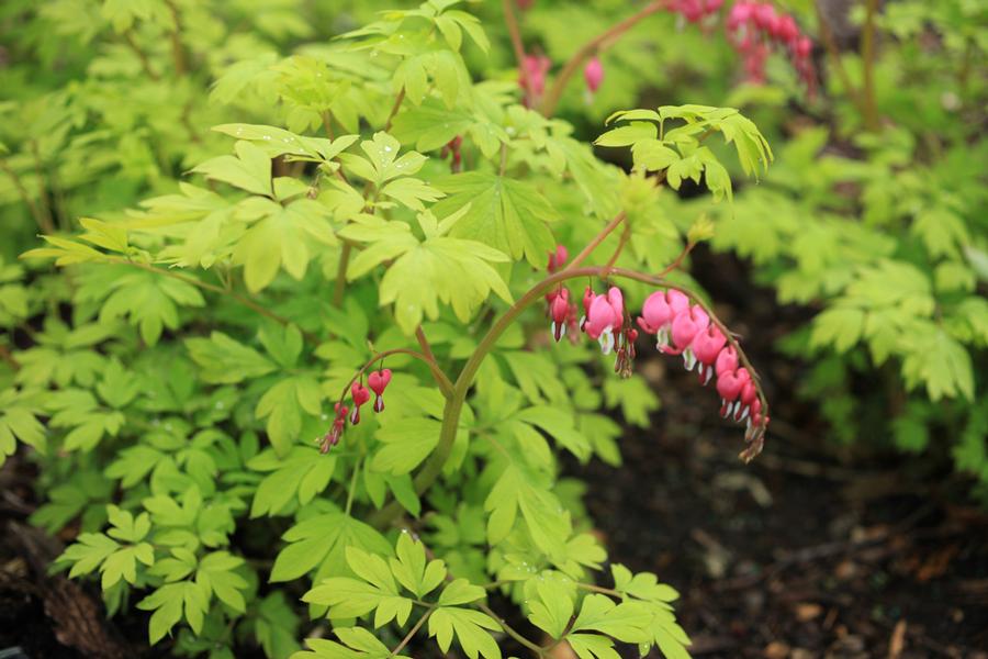 Bleeding Heart Dicentra spectabilis Yellow Leaf from Growing Colors