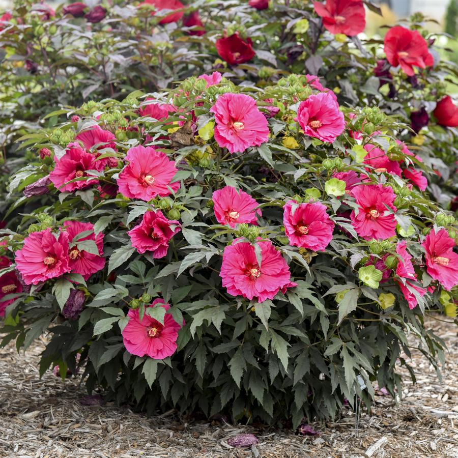 Rose Mallow, Hardy Hibiscus Hibiscus Watermelon Ruffles from Growing Colors