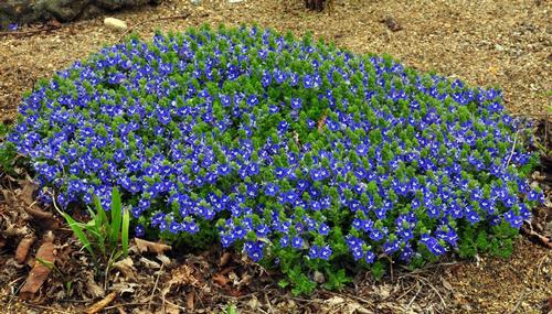 Speedwell Veronica x Tidal Pool from Growing Colors