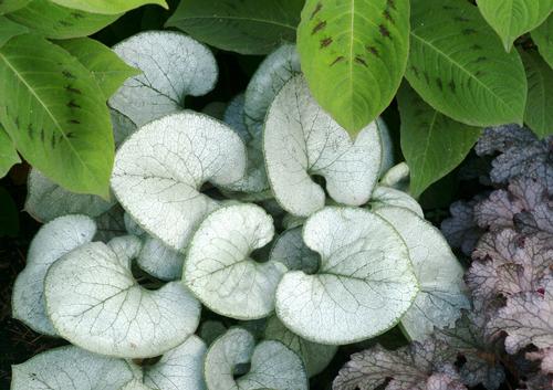 Heartleaf Alkanet Brunnera macrophylla Silver Heart from Growing Colors