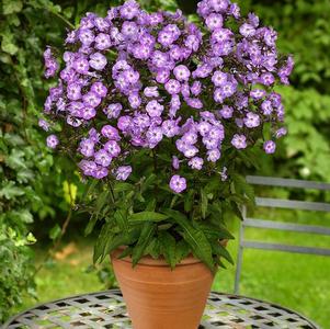 Medium Garden Phlox Phlox Medium Garden paniculata Early® Purple Eye ...