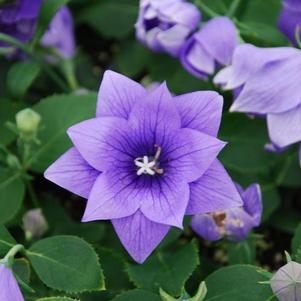 Balloon Flower Platycodon Pop Star™ Blue from Growing Colors