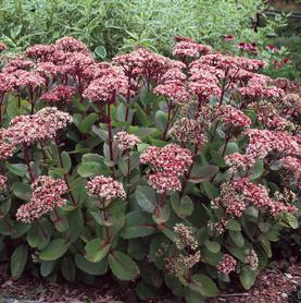 Tall Upright Clumping Stonecrop Sedum Autumn Charm from Growing Colors