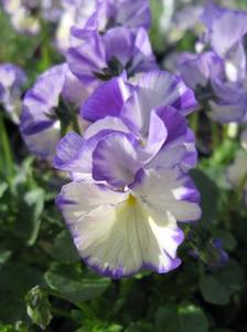 Tufted Violet Viola cornuta Halo Violet from Growing Colors
