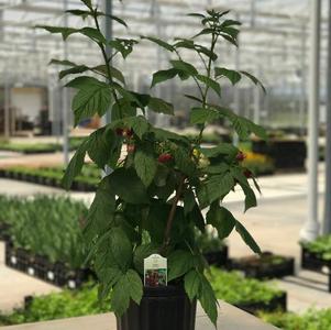 Raspberry Latham from Growing Colors