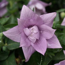 Balloon Flower Platycodon Astra Pink from Growing Colors