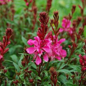 Whirling Butterflies Gaura lindheimeri Gaudi™ Pink from Growing Colors