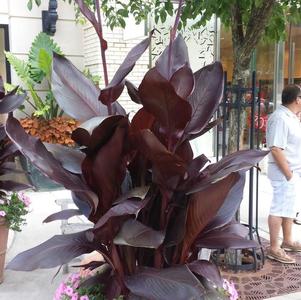 Canna Lily Canna Angel Martin from Growing Colors