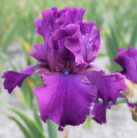Iris germanica Sultry Mood