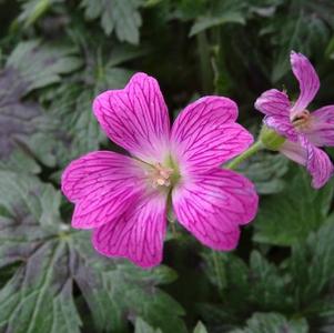 Geranium x oxonianum Miss Heidi