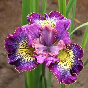 Siberian Iris Iris siberica Pink Parfait from Growing Colors
