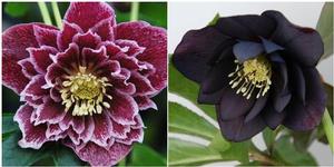 Helleborus Double Flower Winter Thriller™ Collection A