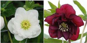 Helleborus Double Flower Winter Thriller™ Collection B