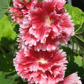 Hollyhock Alcea rosea Spotlight™ Radiant Rose from Growing Colors