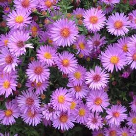 Hardy Aster Aster dumosus Wood's Light Blue from Growing Colors